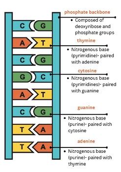 Structure Of DNA By Find Out With Faithe TPT