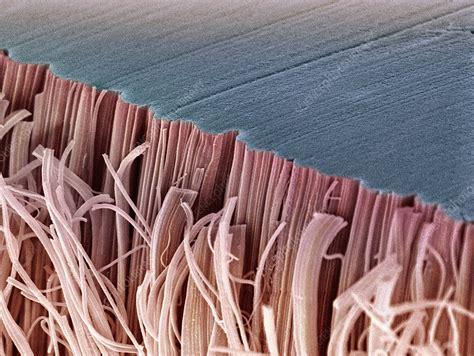 Tendon Sem Stock Image P164 0040 Science Photo Library