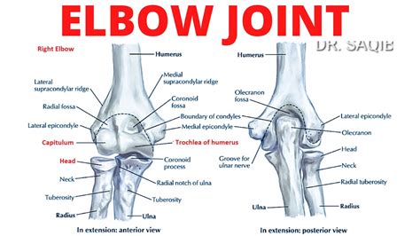 Elbow Joint Bones