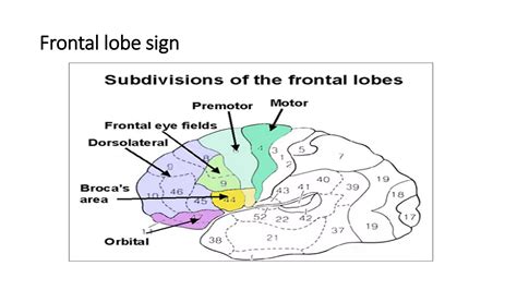 Frontal And Parietal Lobe Sign Pptx