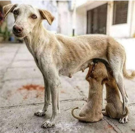 მიუსაფარ ცხოველთა დახმარების ჯგუფი ბათუმში Facebook