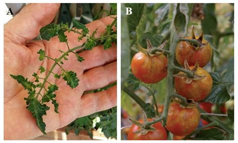 Epp7625 Common Diseases Of Tomatoes Part I Diseases
