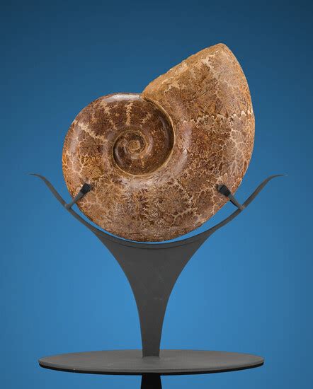 Ammonite Fossil Pachydiscus Sp Cretaceous Madagascar While