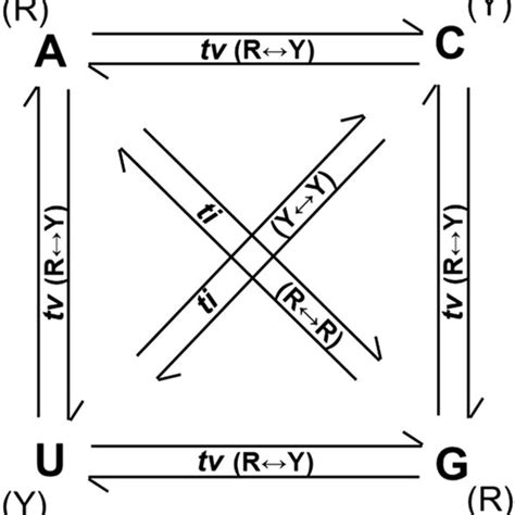 Different Substitution Mutations In The Genome Figure Presents Twelve