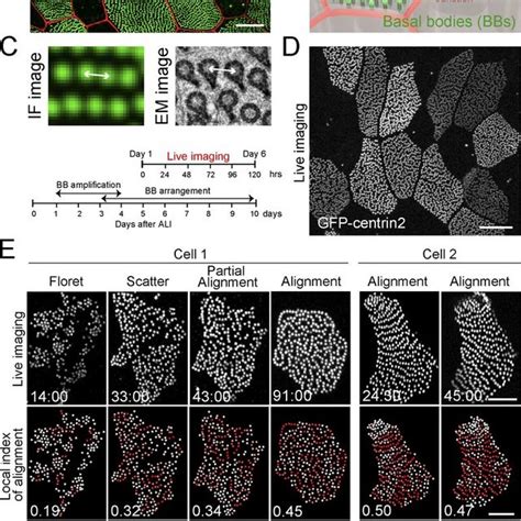 Live Imaging Of Gfp Centrin2 Mouse Tracheal Epithelial Cell Which
