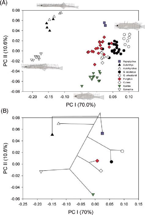 Principal Component Analysis PCA Of Body Shape Variation Numbers In Download Scientific