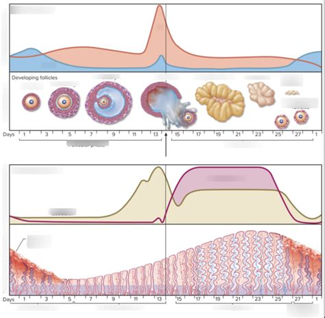Female Sexual Cycle Diagram Quizlet