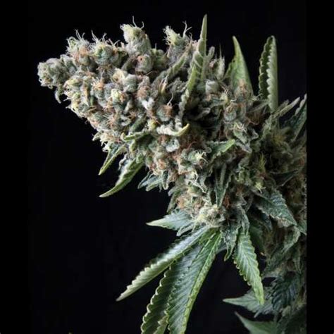 Auto Nefertiti - შეიძინეთ ფემინიზირებული კანაფის თესლები ინტერნეტიდან ...