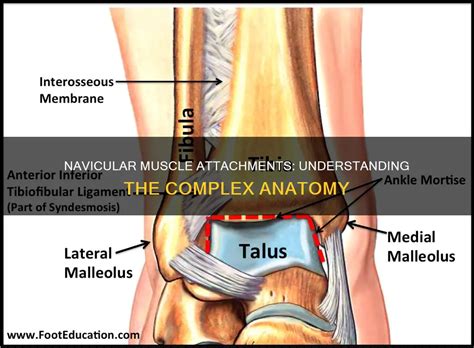 Navicular Muscle Attachments Understanding The Complex Anatomy Cyvigor