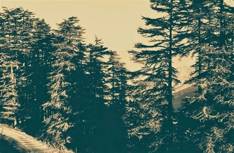 Solo Trek To Surkanda Devi In Uttrakhand