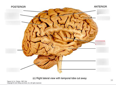 Cerebral Cortex Lateral View Diagram Quizlet