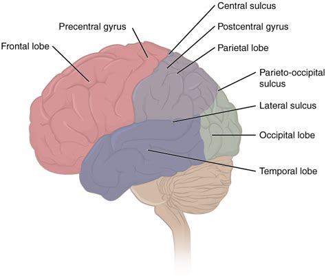 Telencephalon Anatomy And Function Of The Cerebrum