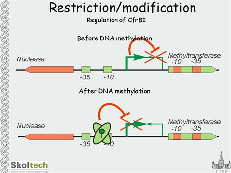 Msu And Skol Tech Restriction Modification Restriction Modification Restriction Endonucleases