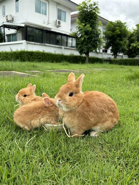 Rabbit Angel Rabbit Angel Added A New Photo