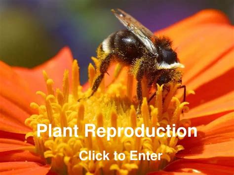 Ppt Plant Reproduction Powerpoint Presentation Free Download Id 1776693