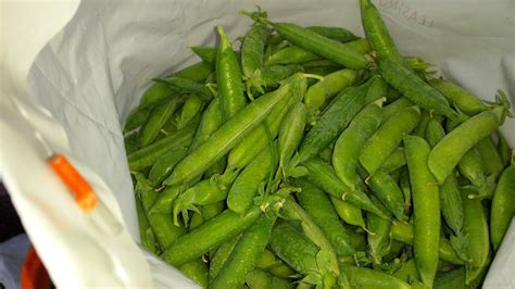 Sjetva I Uzgoj Jesenskog Graška U Organskom Vrtu