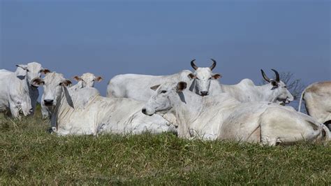 Preço Da Arroba Da Vaca Em Diferentes Estados Agron Agronegócios Online