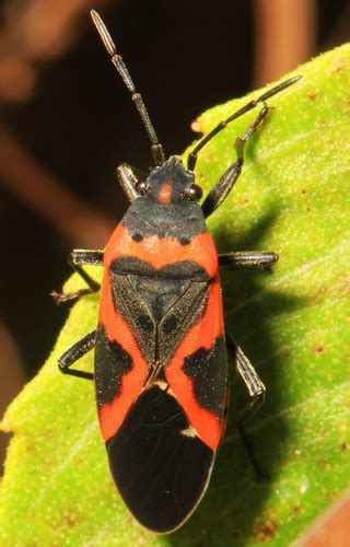 Lygaeus Lygaeus Picture Insect