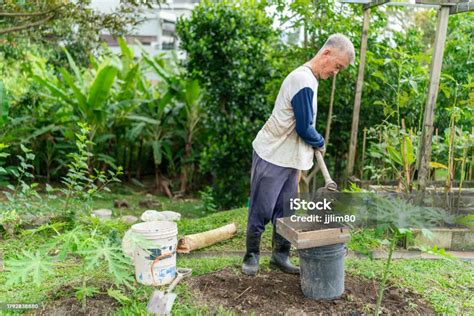 유기농 자생 도시 정원에서 괭이와 토양 체를 사용하는 아시아 노인 정원사 70 79세에 대한 스톡 사진 및 기타 이미지 70 79세 건강한 생활방식 괭이 Istock