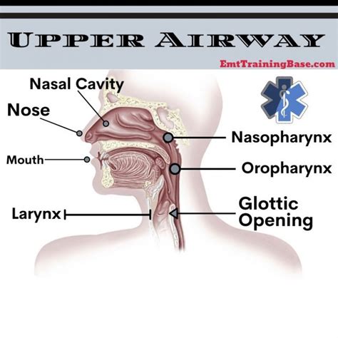An Overview Of Airway Anatomy Emt Training Base