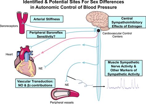 Neural Control Of The Circulation How Sex And Age Differences Interact