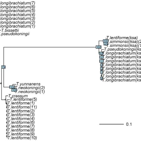 Phylogenetic Tree Of Egyptian And Saudi Arabian Trichoderma Isolates Download Scientific