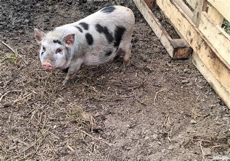 Eladó Egy Fajtatiszta Minesotai Törpe Malac Szirák Sertés Jófogás