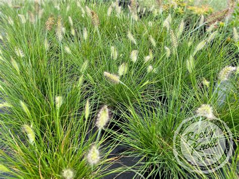 Hameln Dwarf Fountain Grass Pennisetum Alopecuroides Rocky Knoll Farm