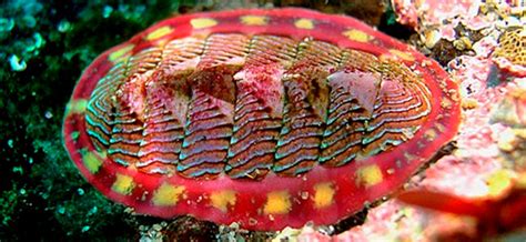 Barnacles Classification Features And Species