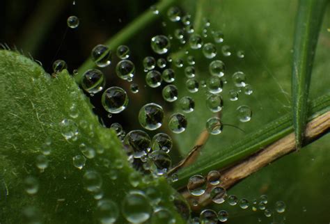 免费照片： 美丽的照片 泡沫 详细信息 露 免费图片 绿色的树叶 宏 水分 蜘蛛网 雨滴