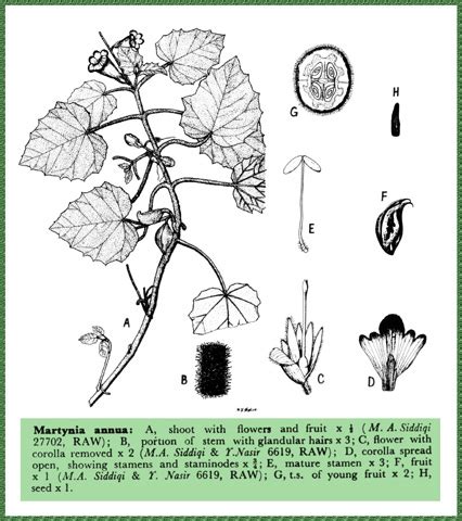 Illustration Martynia Annua