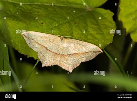 Sorrel Moth On A Leaf A Blood Vein Moth On A Leaf Stock Photo Alamy
