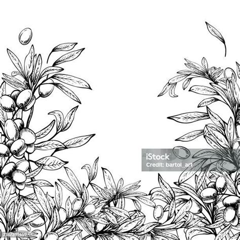 잎과 열매 사각형 템플릿과 올리브 나무 가지 손으로 그리기 라인 아트 벡터 일러스트 레이 션 0명에 대한 스톡 벡터 아트 및 기타 이미지 Istock