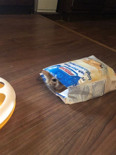 The Cute Feline Version Of Bond 😍😍 R Aww