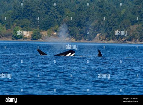 Jumping Orca Whale Pod