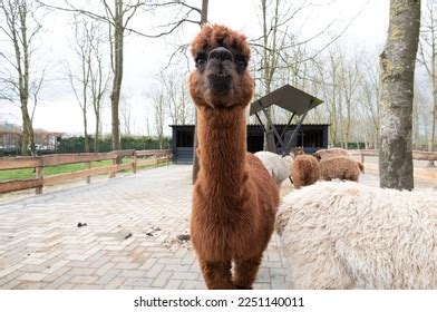 Alpaca Photos Images Stock Photos Vectors Shutterstock