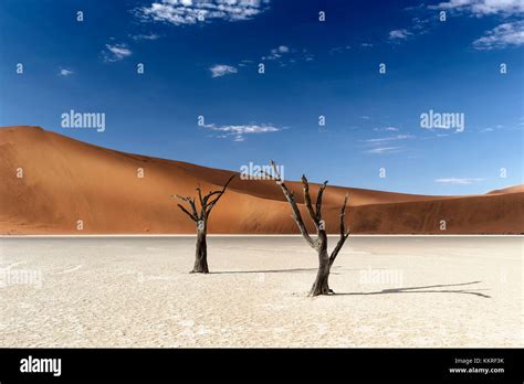 Trees Of Namibia Namib Naukluft National Park Namibia Africa Stock