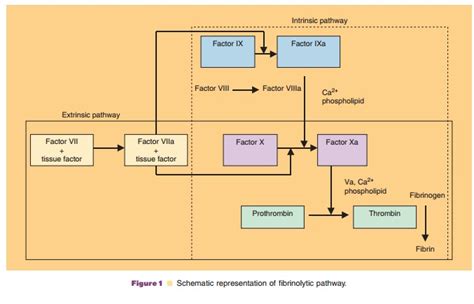 Recombinant Coagulation Factors And Thrombolytic Agents