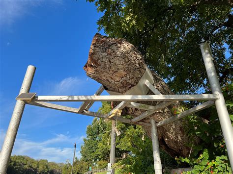 Barton Springs Tree Flo In Austin Removed After Fungus Diagnosis