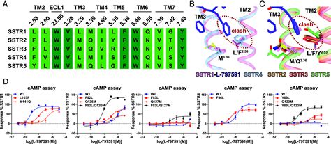 Selective Ligand Recognition And Activation Of Somatostatin Receptors