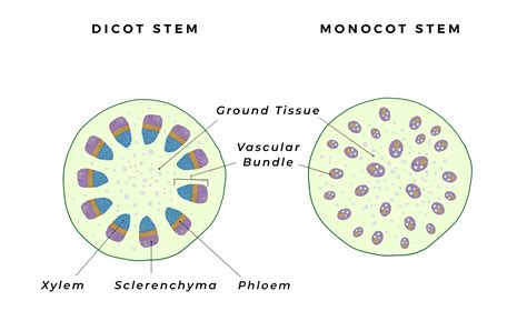 Monocot Stem Diagram Monocot Stem Plant Dicot Anatomy Betwee