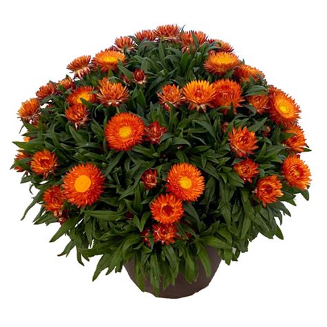 Bracteantha Bracteata Sunbrero Orange Lucas Greenhouses