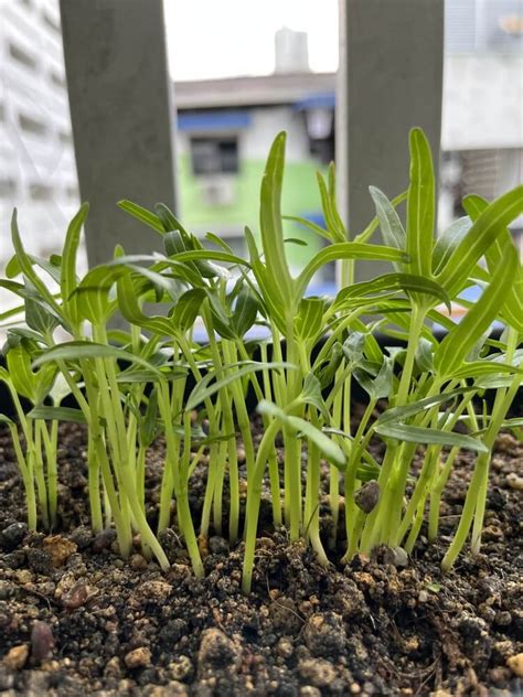 How To Grow Beans In Containers 7 Easy Steps
