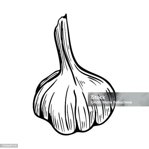 흑백 전체 마늘 머리 야채 벡터 고립 그림 검은 잉크로 그린 향기로운 마늘 전구 그래픽 라인 아트 메뉴 조리법 주제별 장식을 위한 식품 성분 에칭 도면 건강한 식생활에 대한