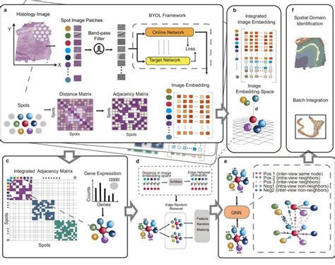 Deep Learning Framework Advances Tissue Analysis In Spatial Transcriptomics