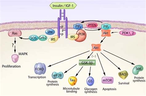 Igf 1 Pathway Regulates Cell Survival Through Akt Activation Scheme Download Scientific