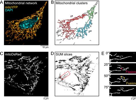 mitochondrial network structure and dynamics a mitochondrial network