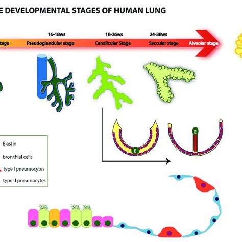 Schematic Representation Of Human Lung Development Download