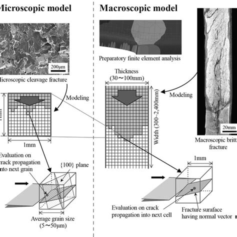 Outline Of The Proposed Multiscale Model Incorporated By The Model