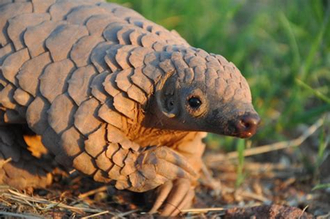 How My Trip To A Pangolin Rescue Center Confirmed Our Need To Protect